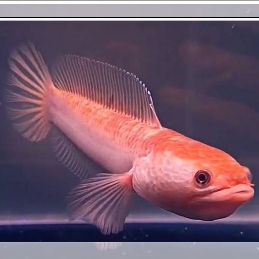 Змееголов пульхера золотой