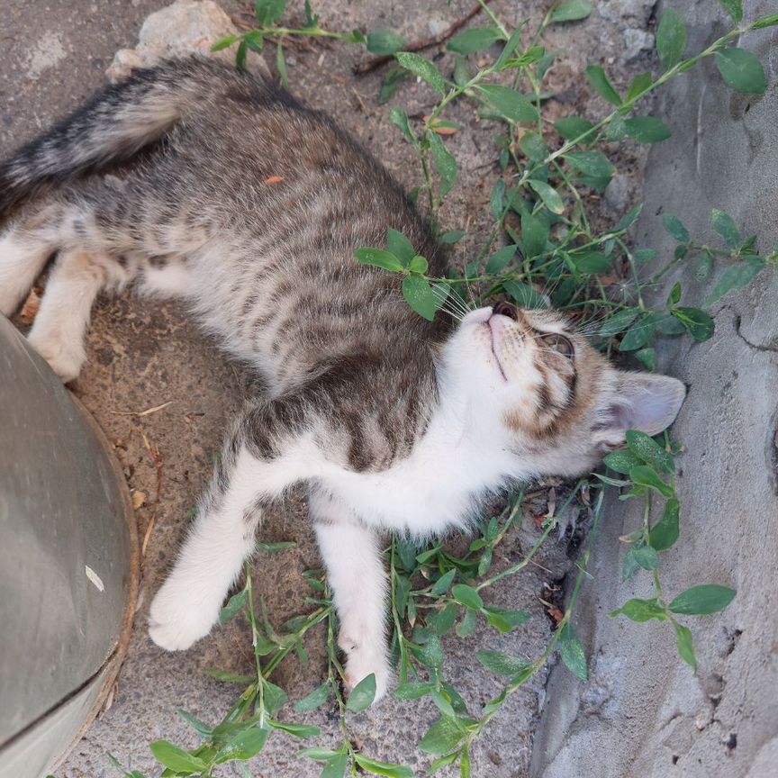 Отдам в добрые руки