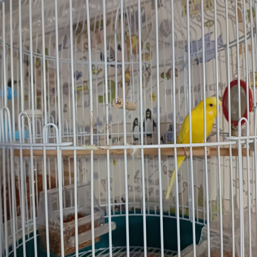 Волнистый попугай с клеткой