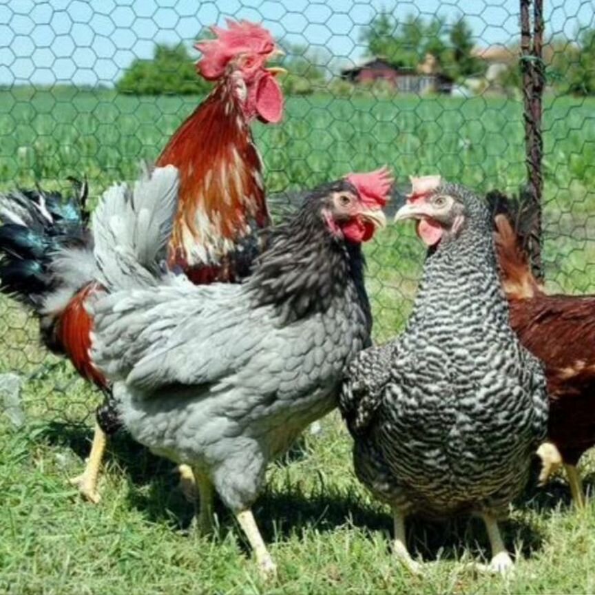 Куры несушки доминант