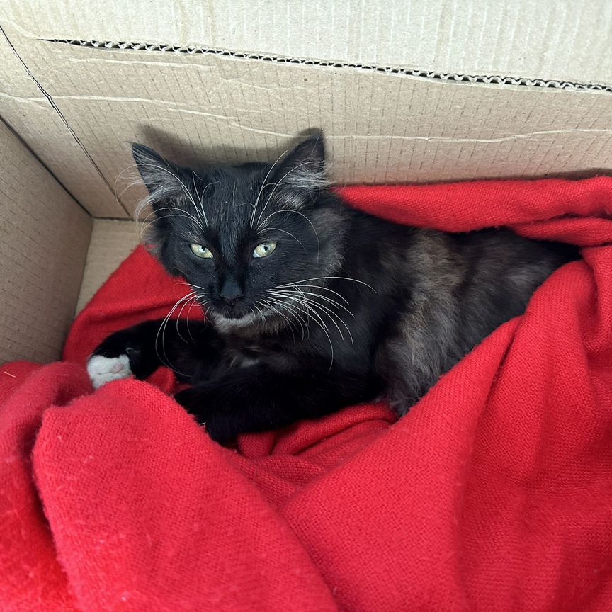 Котята в добрые руки бесплатно