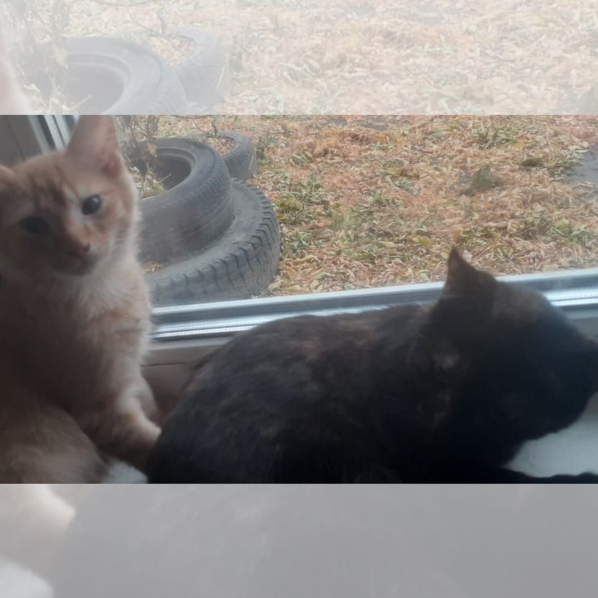 Котята в добрые руки бесплатно