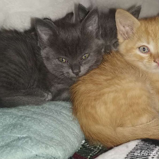 Ктятки в добрые руки