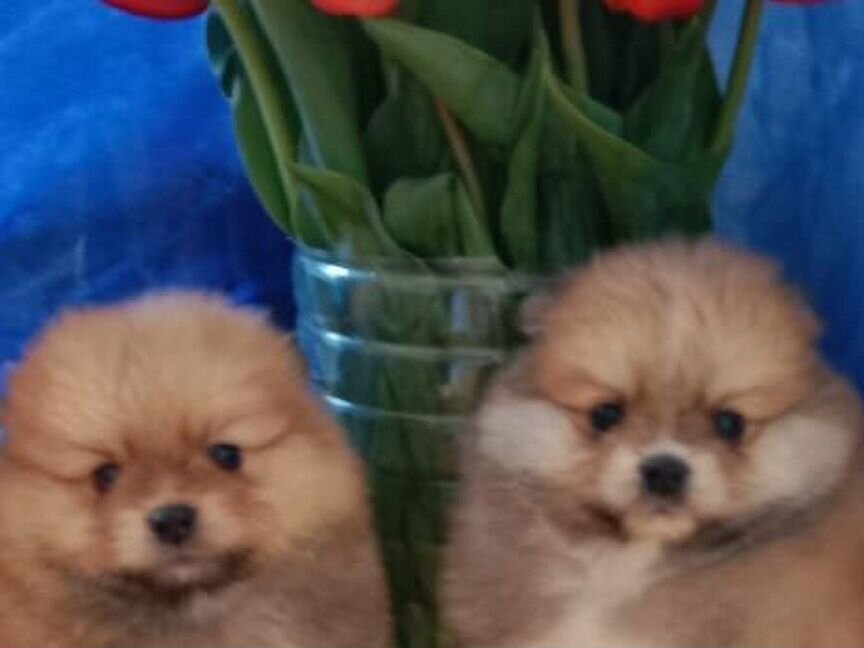 Шпицы померашки