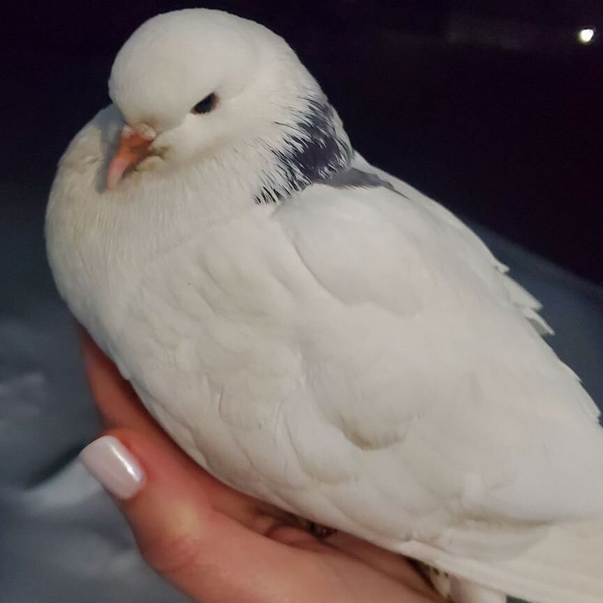 Продажа голубей