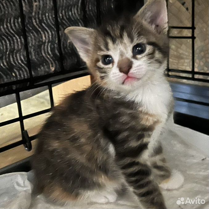 Котенок девочка трехцветная 1 месяц
