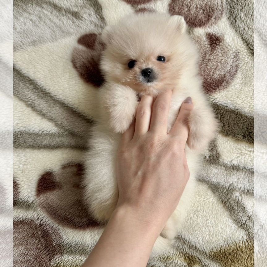 Померанский шпиц, щенок