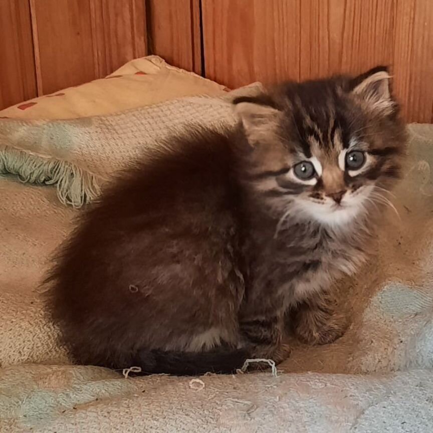 Отдам котенка мальчика