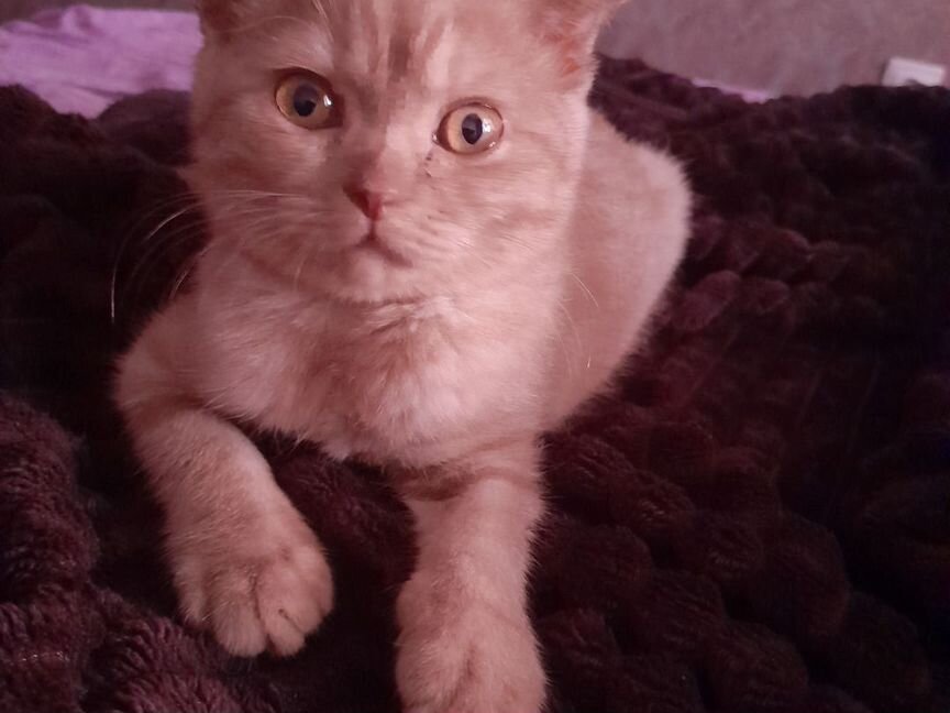 Шотландские вислоухие котята со всем необходимым