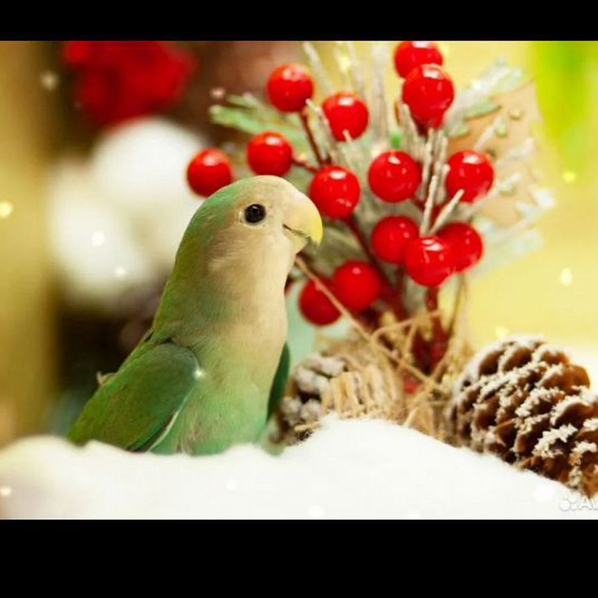 Попугай неразлучники