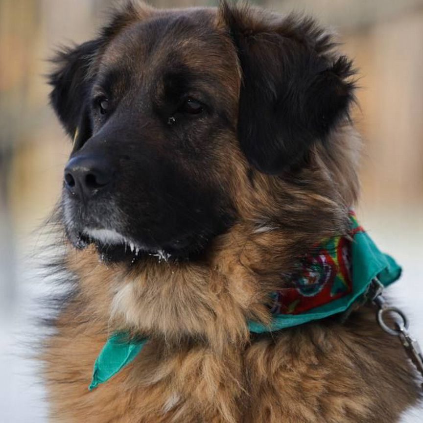 Взрослый пёс в добрые руки