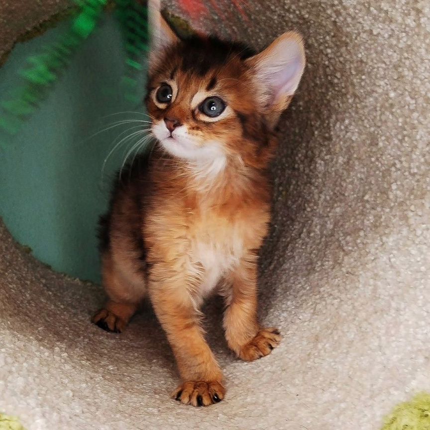 Шикарные Сомалийские котята