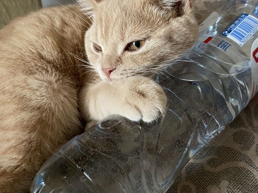 Кот