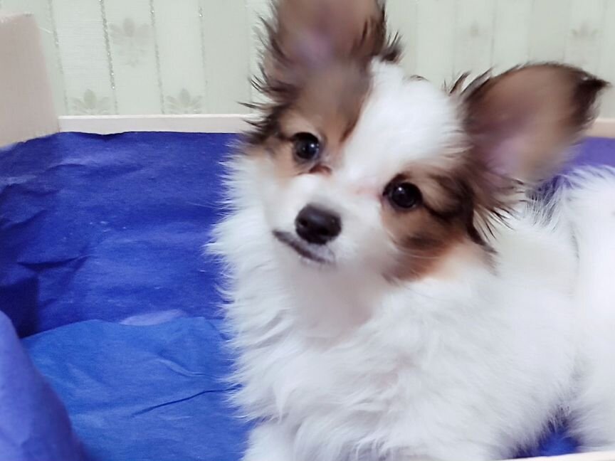 Щенки папийона