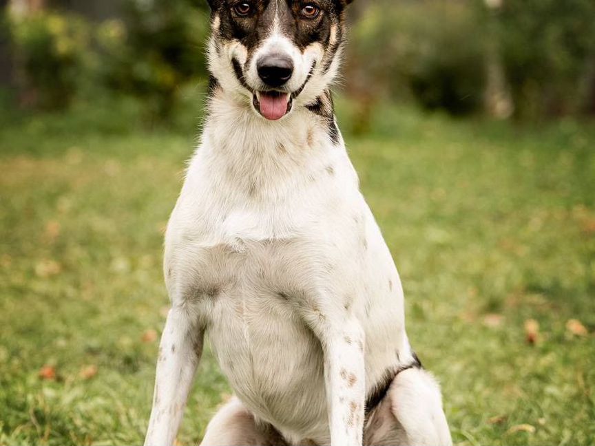 Собака в добрые руки