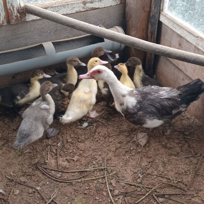 Продам утку с утятами 12 утят