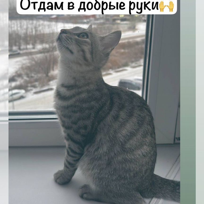 Котёнок в добрые руки