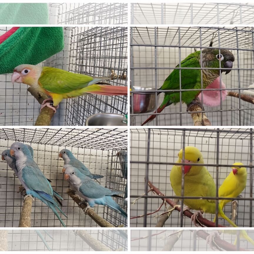 Попугай Средний