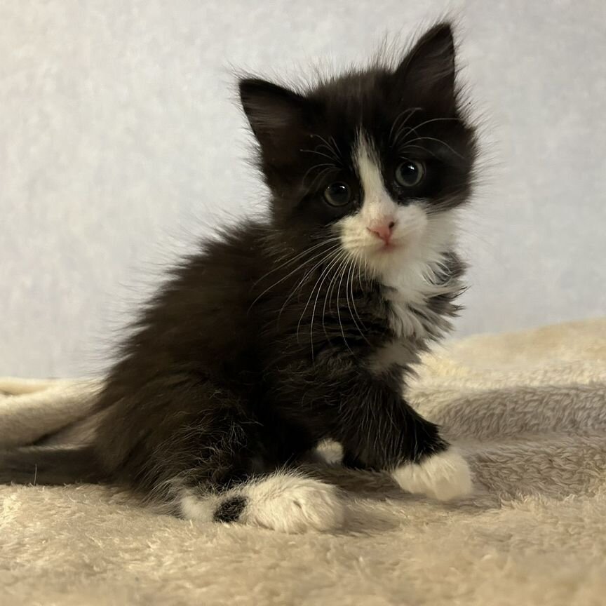 Котенок Крепыш в добрые руки