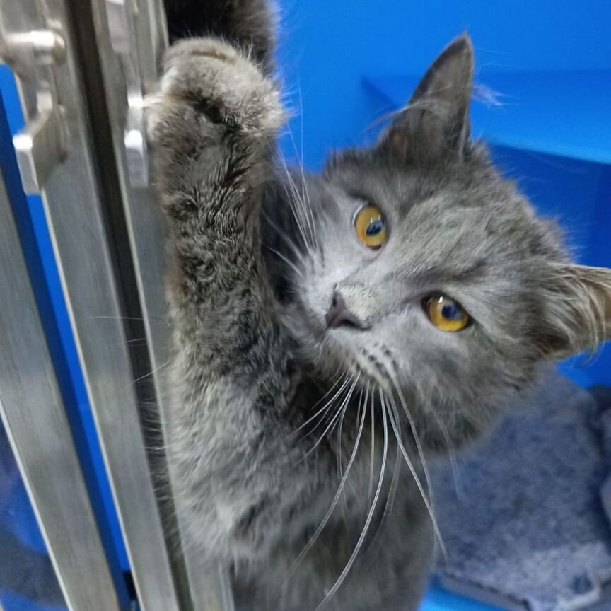 Клавдий,котёнок с завода под снос,очень нужен дом