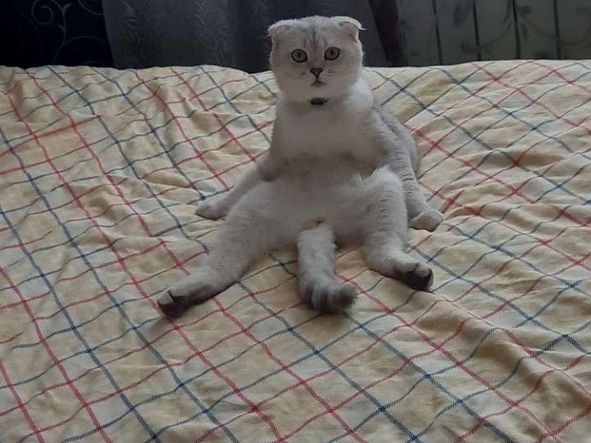 Шотландский кот вязка