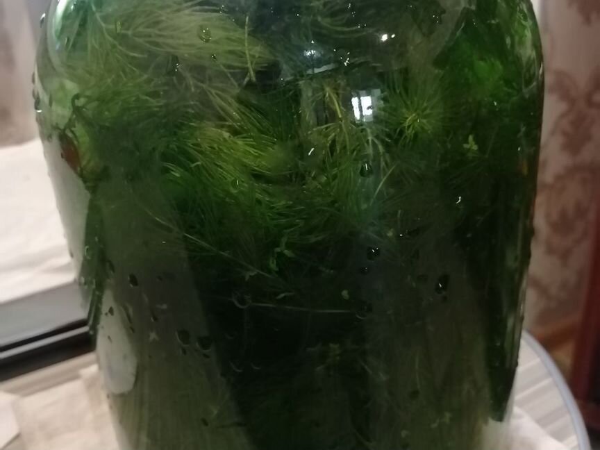 Растение аквариунное роголистник