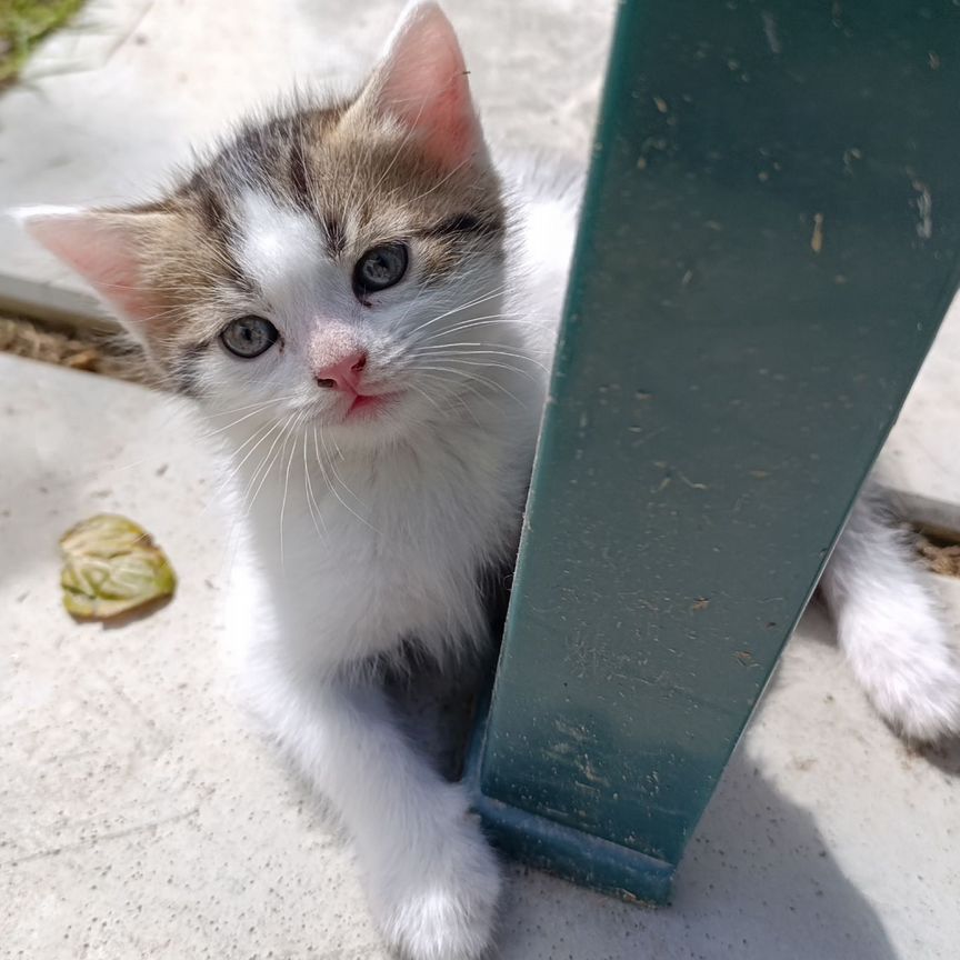 Котёнок в добрые руки
