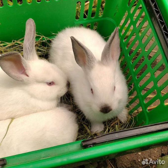 Калифорнийские кролики