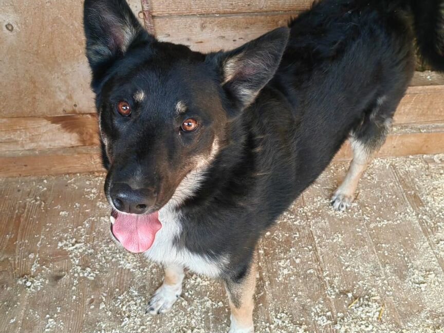 Красавчик Гектор. Пес из Некрасовки. В дар