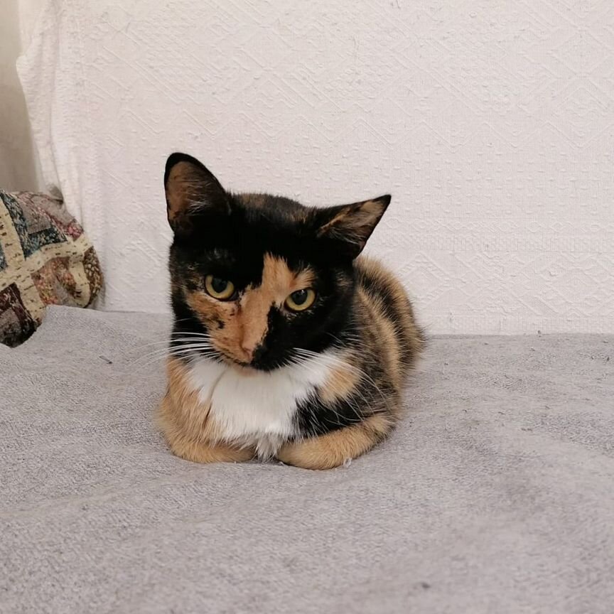 Скромная Кошка Алиса