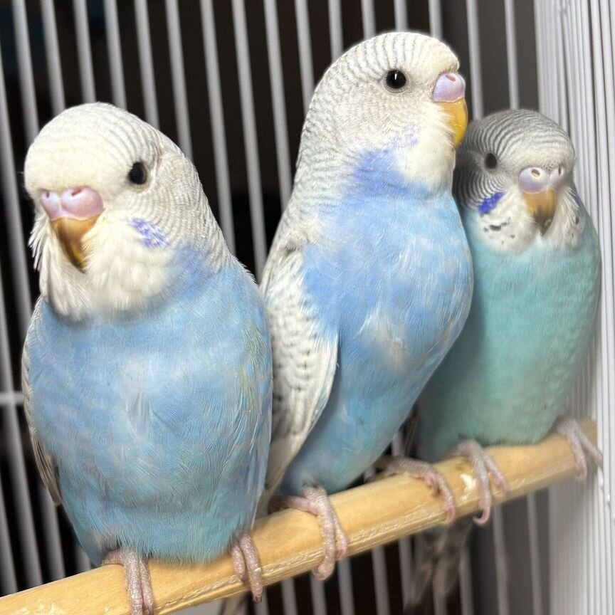 Волнистый попугай. Птенец из гнезда