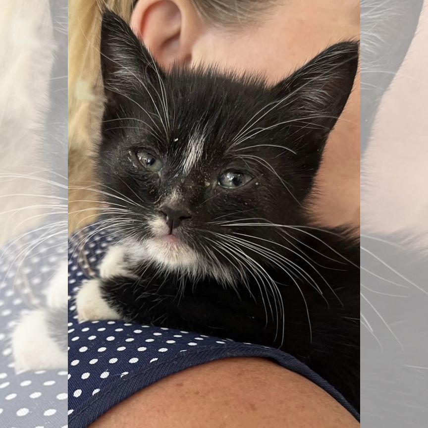 Отдам в добрые руки котенка