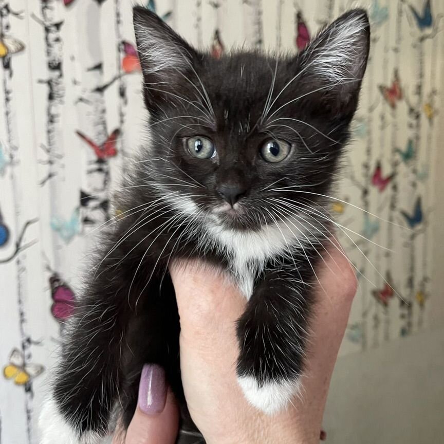 Котята