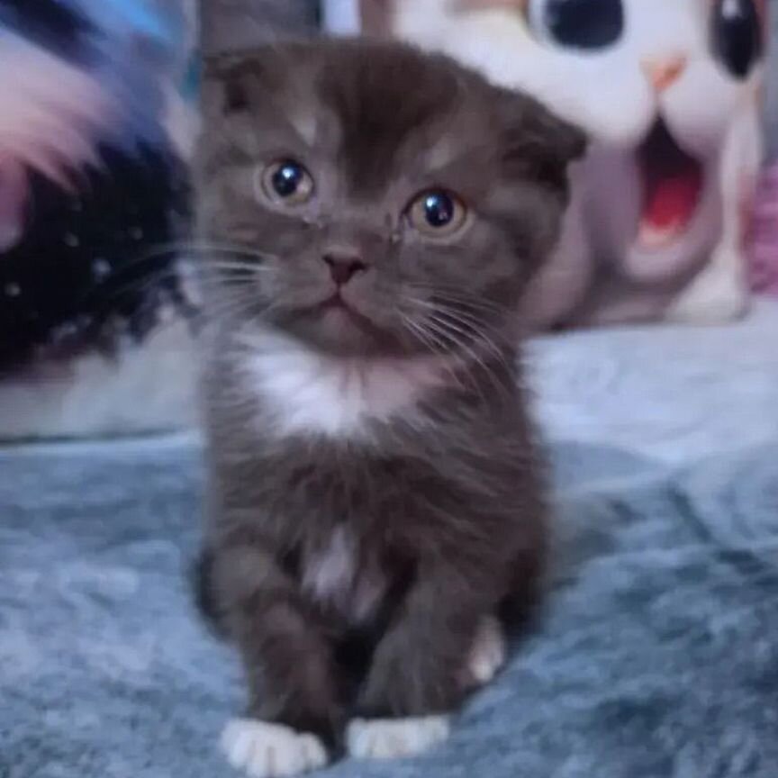 Шотландский вислоухий короткошёрстный котёнок
