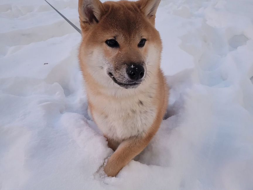 Продам щенка Сиба ину