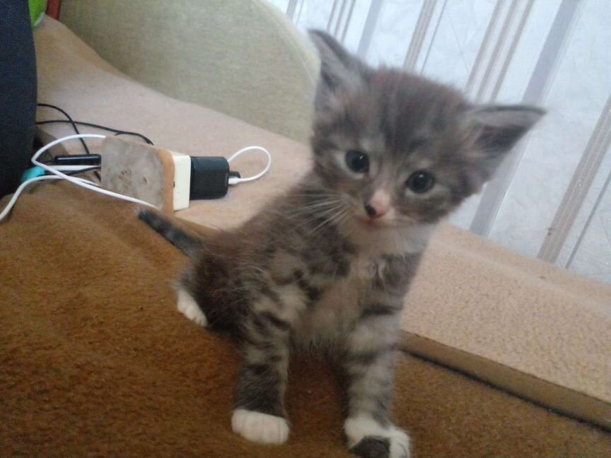Котята