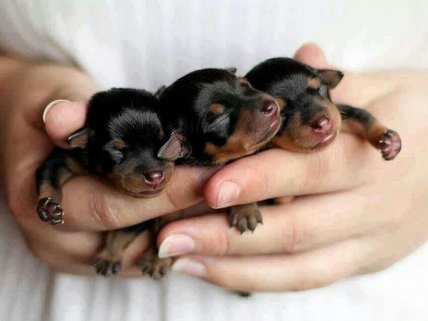 Щенки цвергпинчера