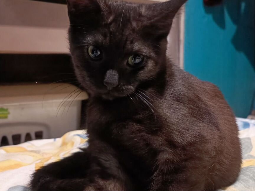 Кошки