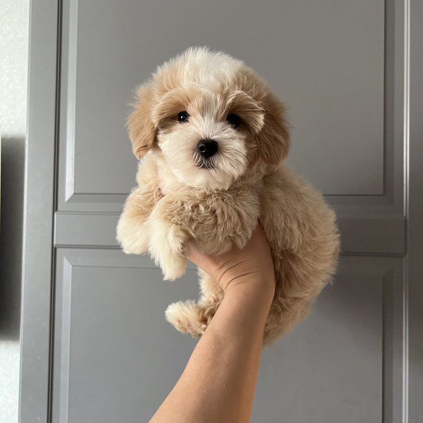 Мальтипу F1 мальчик