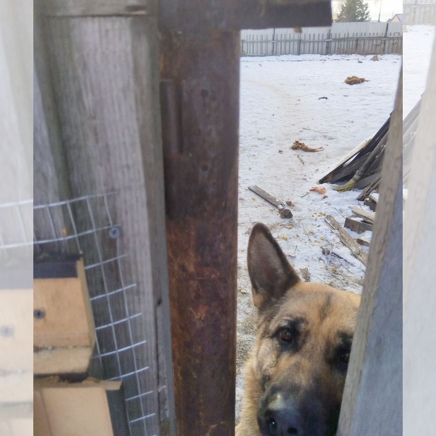 Немецкая овчарка, взрослая собака