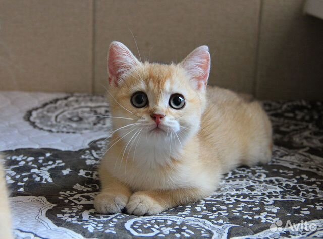 Лютик - золотистый затушеванный котик