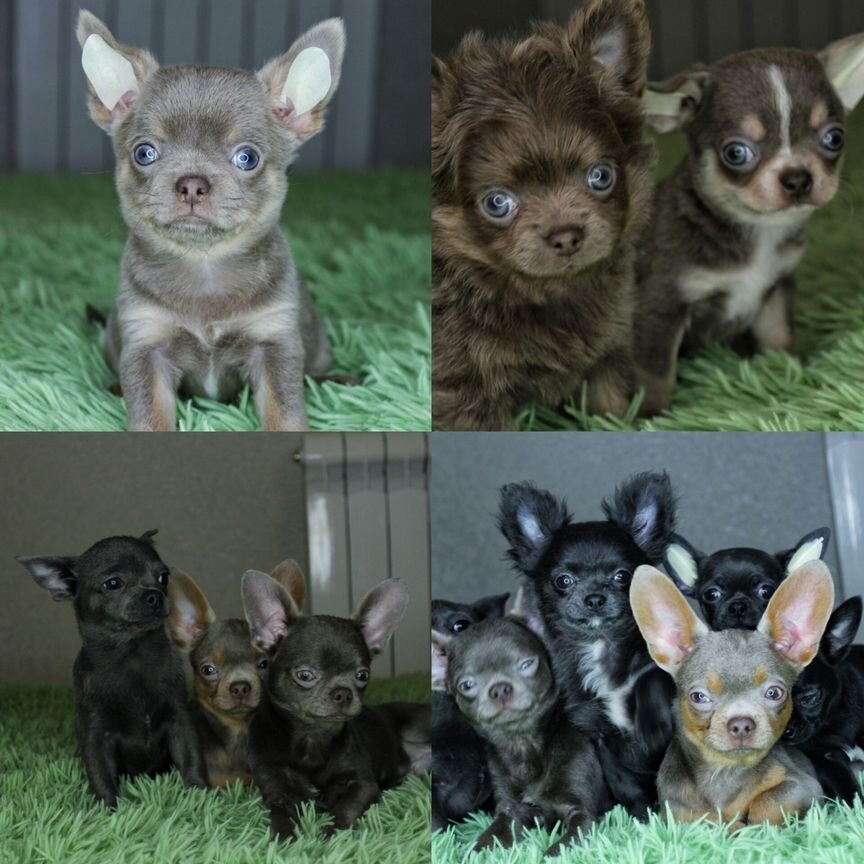 Чихуахуа, щенок