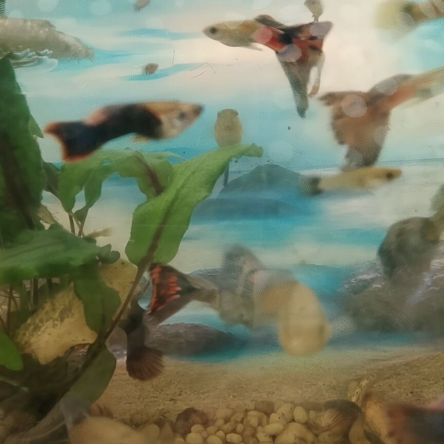 Аквариумные рыбки