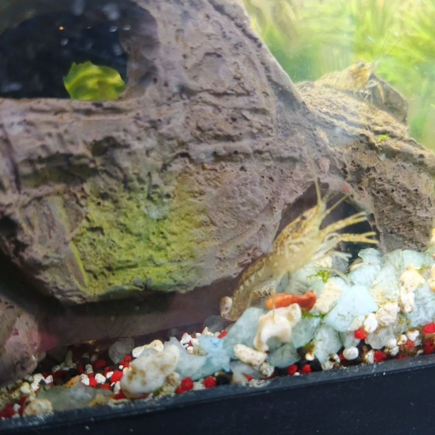 Аквариумные раки мраморные