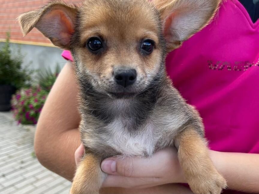 Той-терьер мальчик