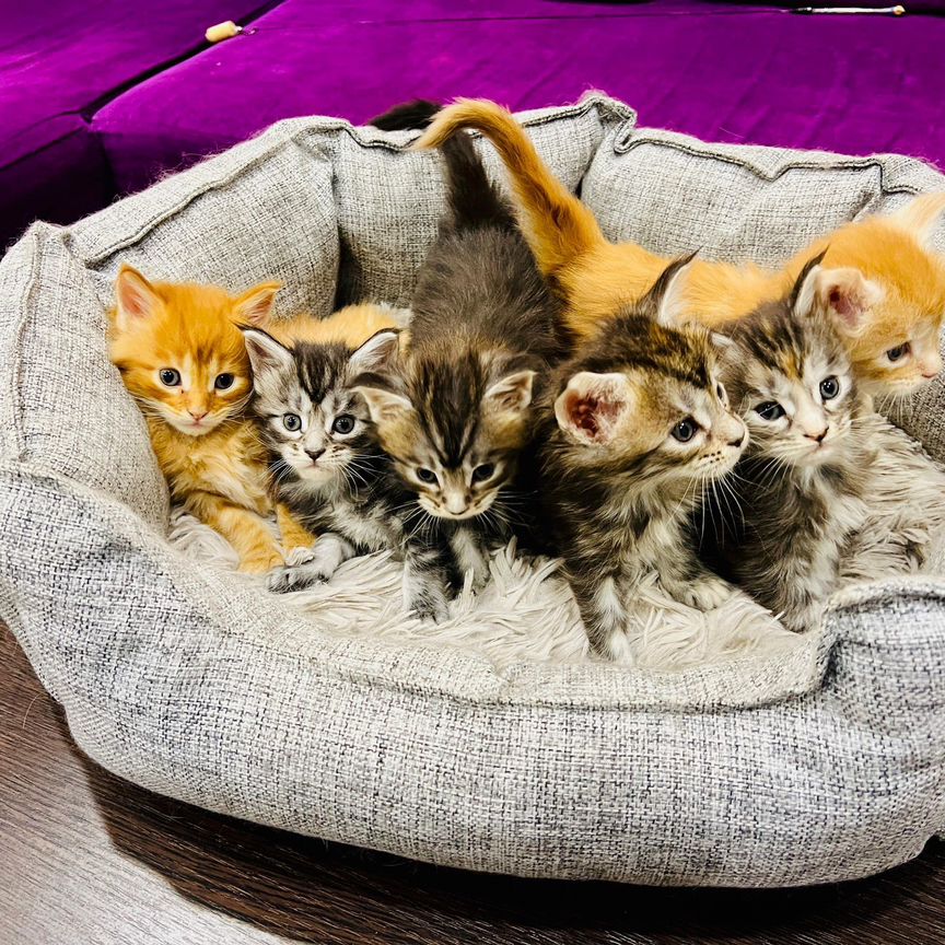 Котята мейн-кун