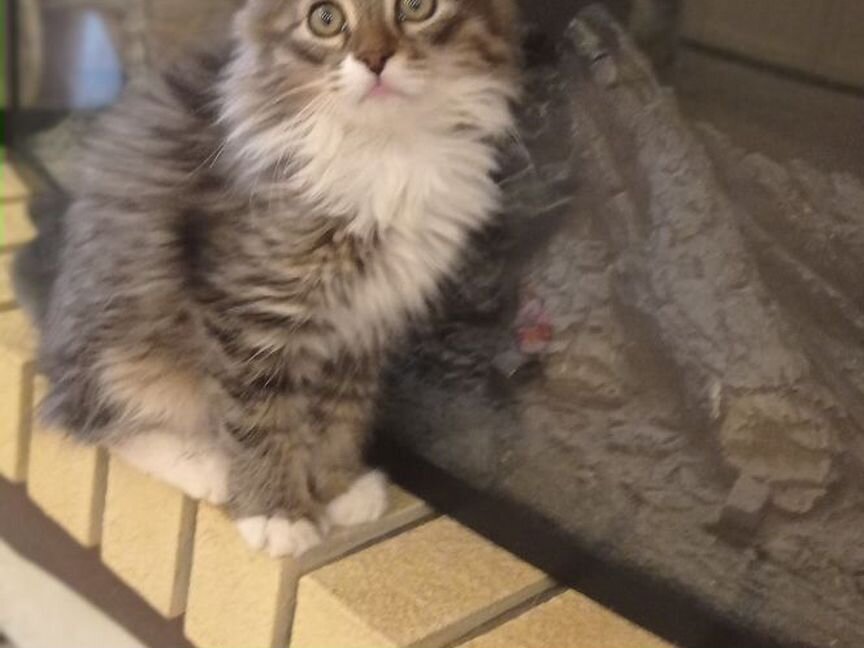 Котёнок Муся в добрые руки