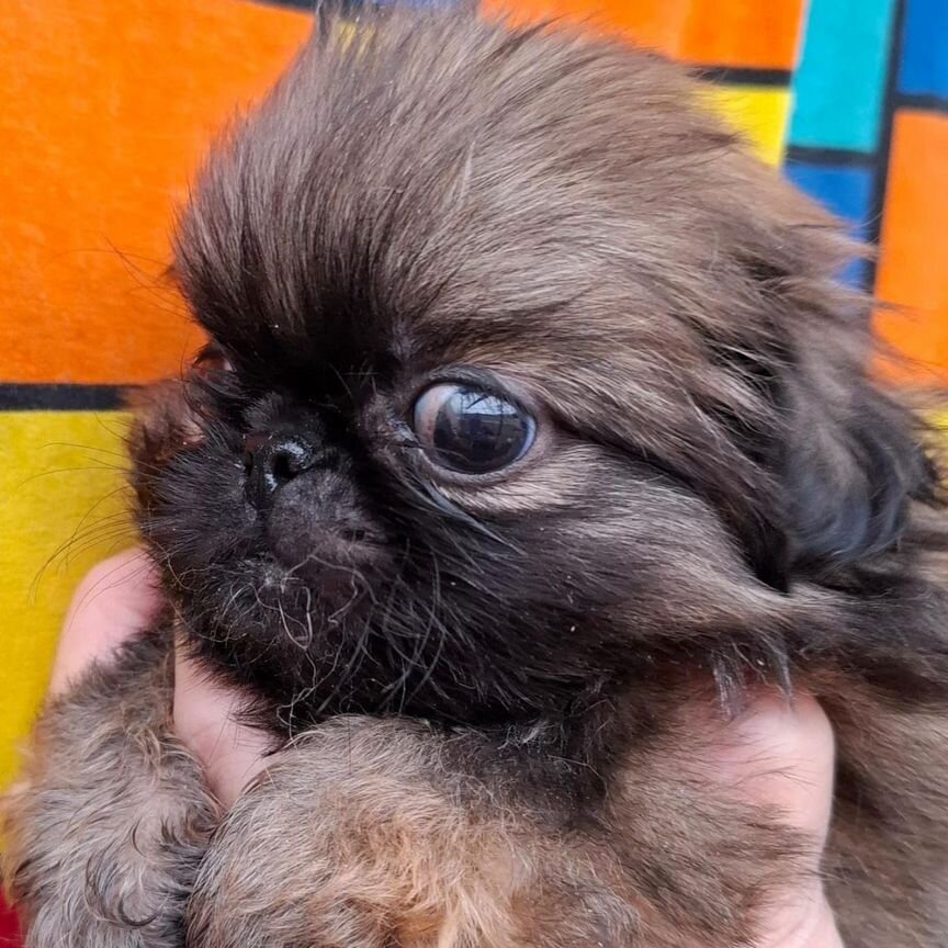 Щеночки порода пекинес