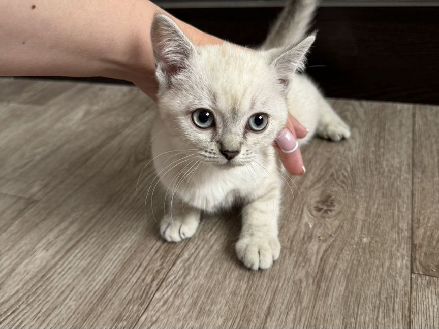 Продаются шотландские котята