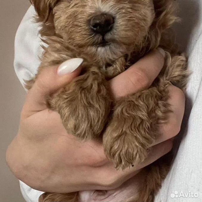 Элитные щенки мальтипуF1